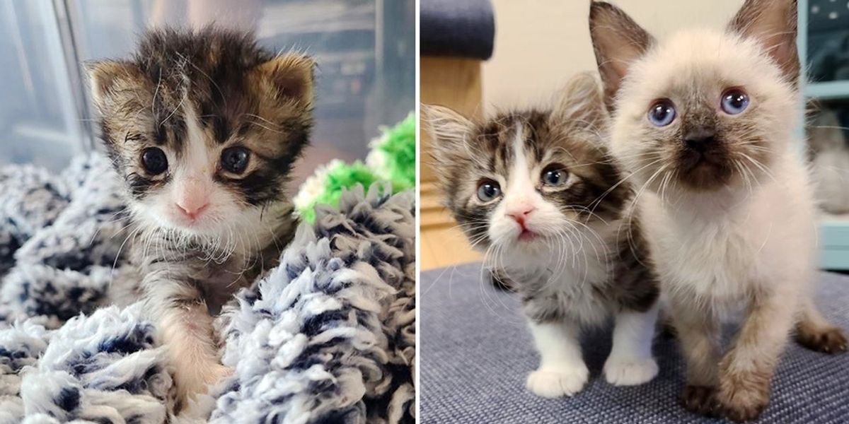 Kitten with 3 Paws Determined to Keep Up with His Siblings After Being ...