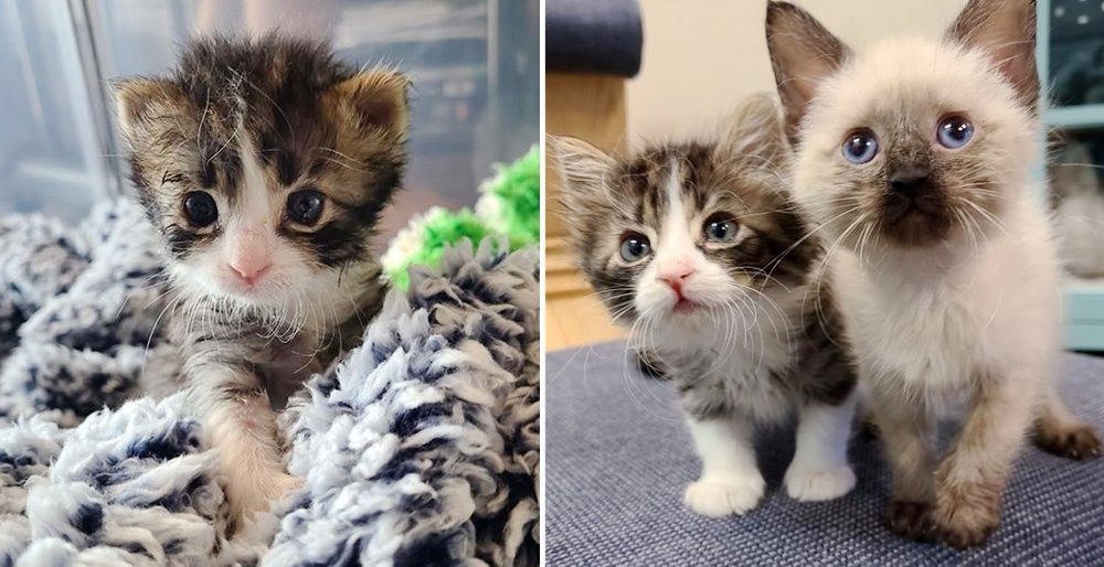 Kitten with 3 Paws Determined to Keep Up with His Siblings After Being ...