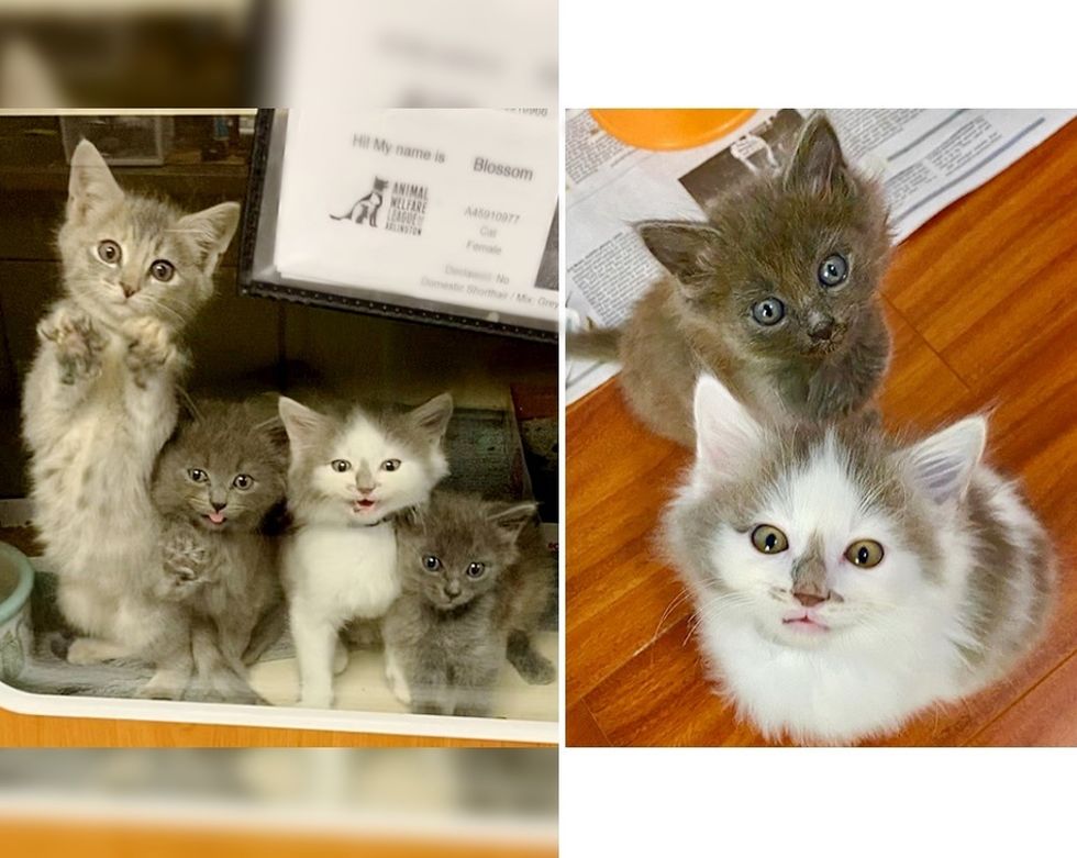5 Kittens Found Outside Together, So Happy to Get the Help They Needed ...