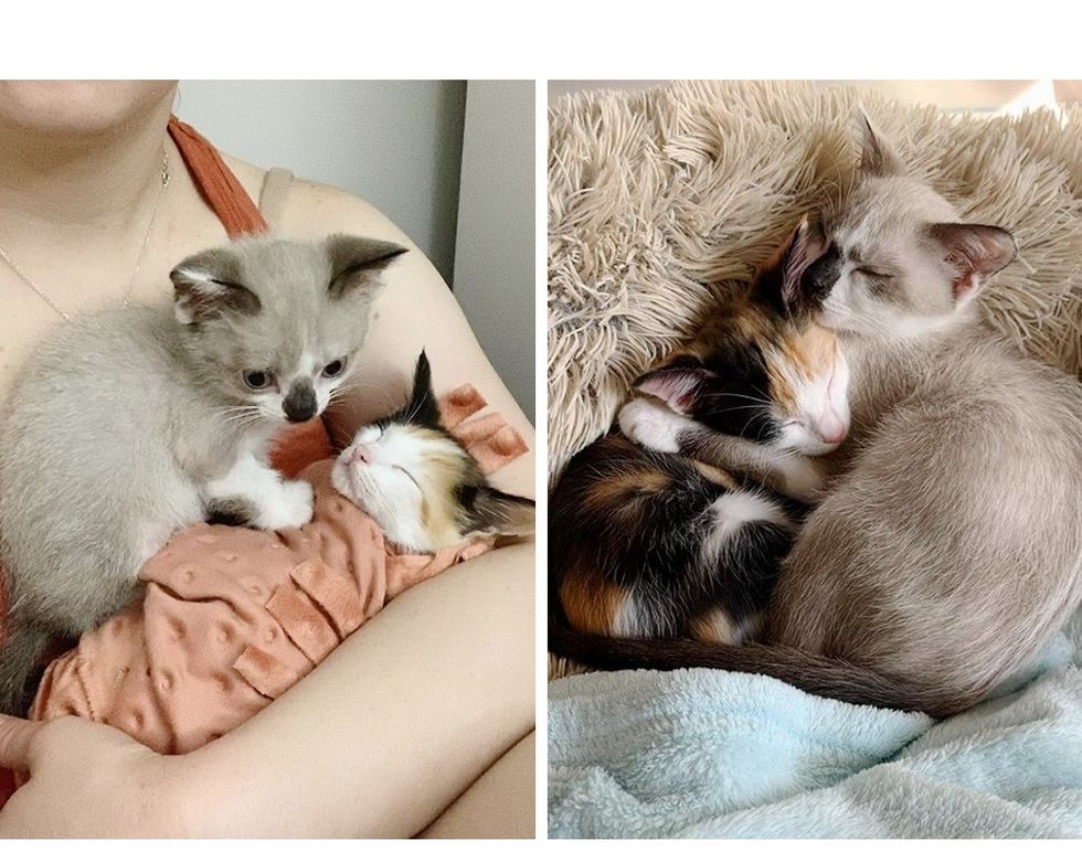 Kittens Keep Each Other Strong Through Thick and Thin and Insist on ...
