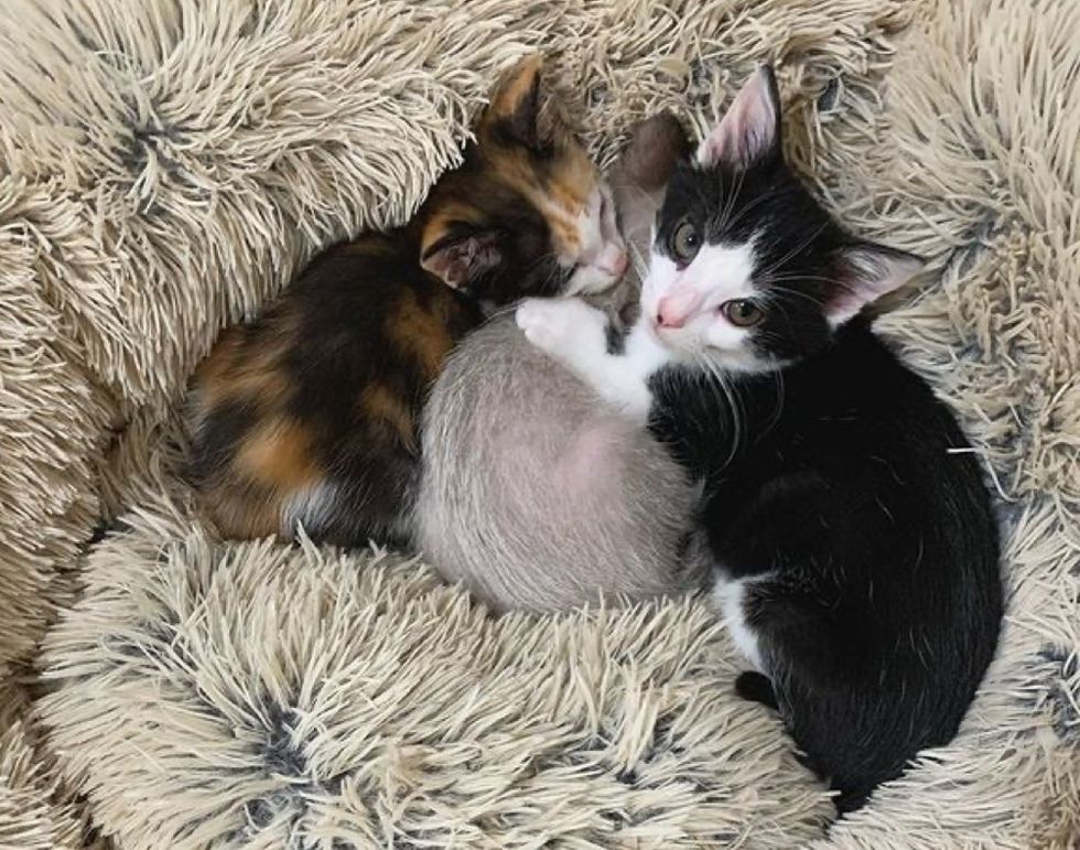 Kittens Keep Each Other Strong Through Thick and Thin and Insist on ...