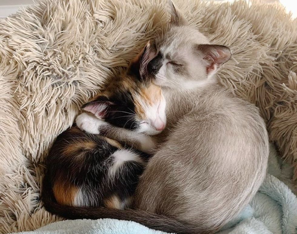 Kittens Keep Each Other Strong Through Thick and Thin and Insist on ...