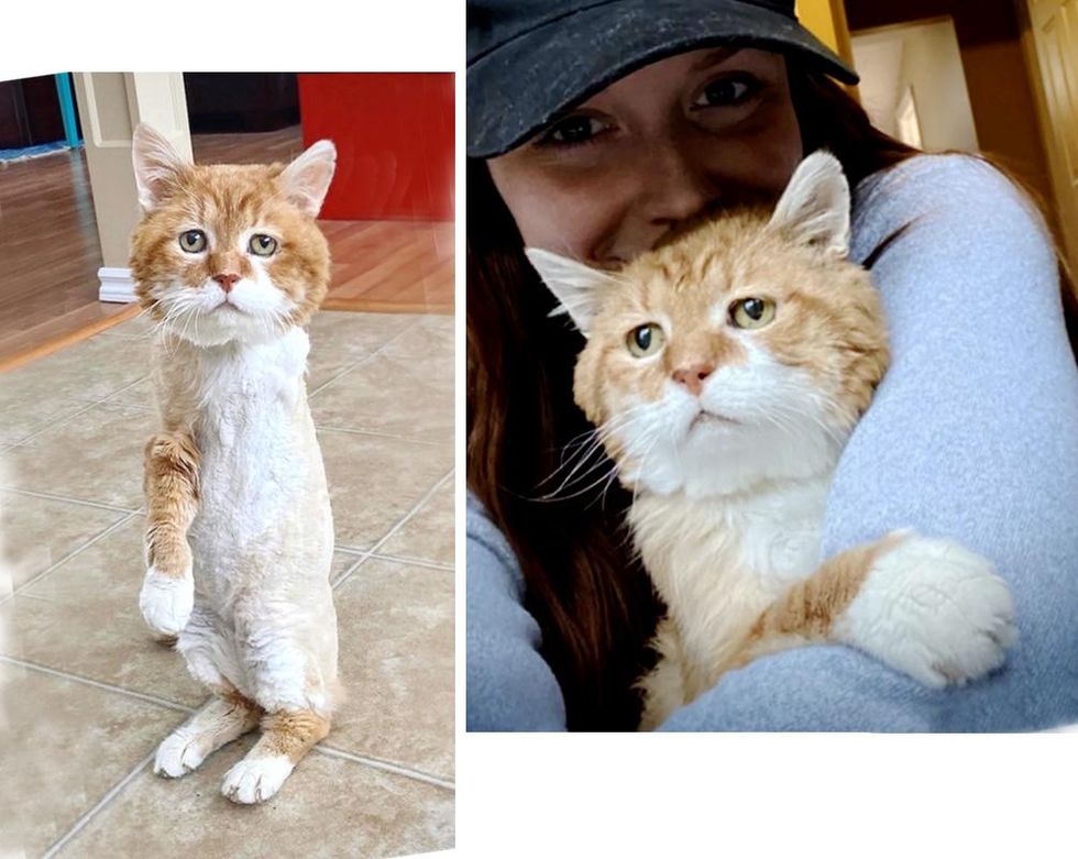 Cat with 3 Legs Went Back to House Where He Discovered Kindness, and ...