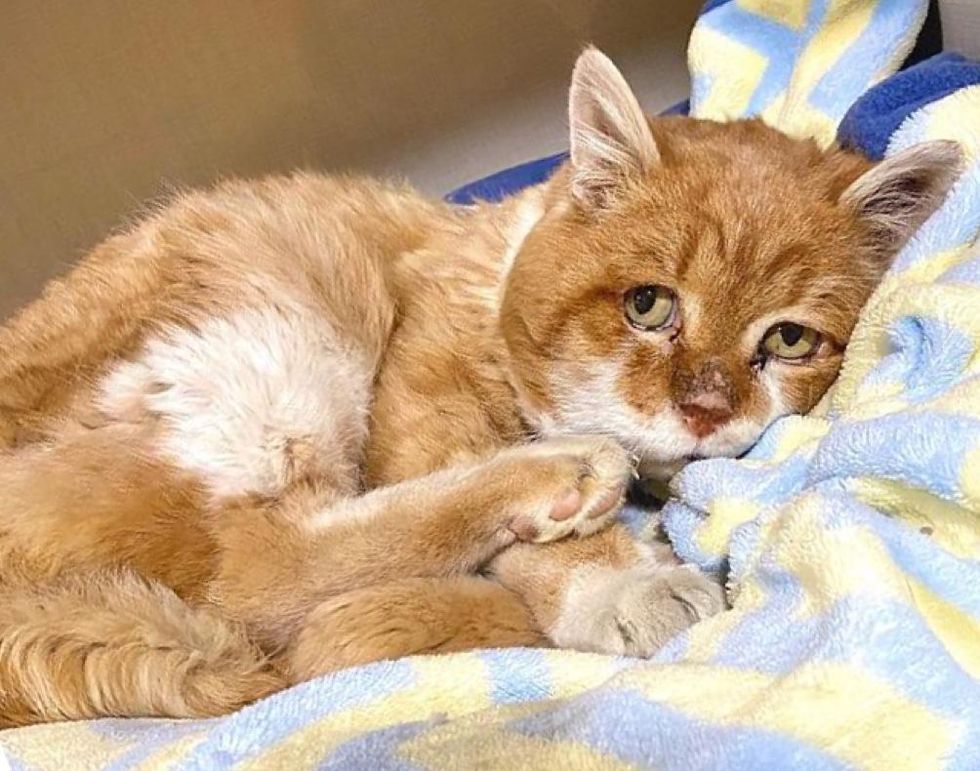 Cat with 3 Legs Went Back to House Where He Discovered Kindness, and ...