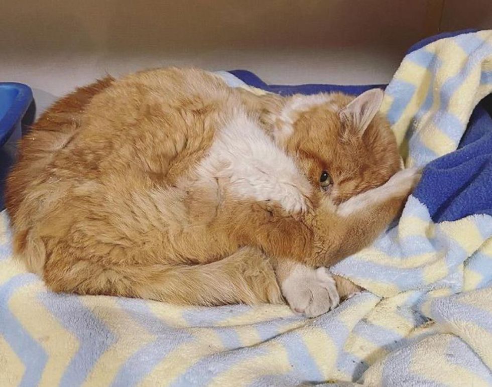 Cat with 3 Legs Went Back to House Where He Discovered Kindness, and ...