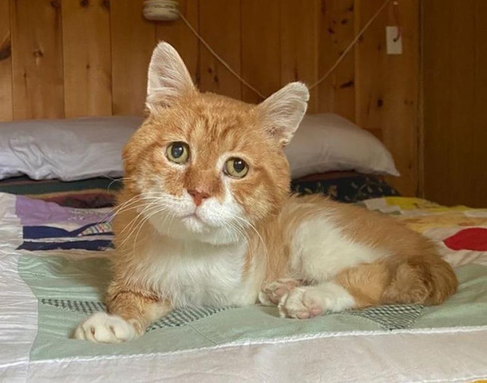 Cat with 3 Legs Went Back to House Where He Discovered Kindness, and ...