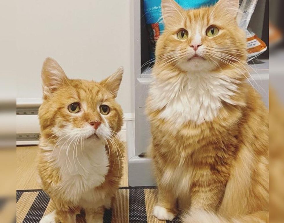 Cat with 3 Legs Went Back to House Where He Discovered Kindness, and ...