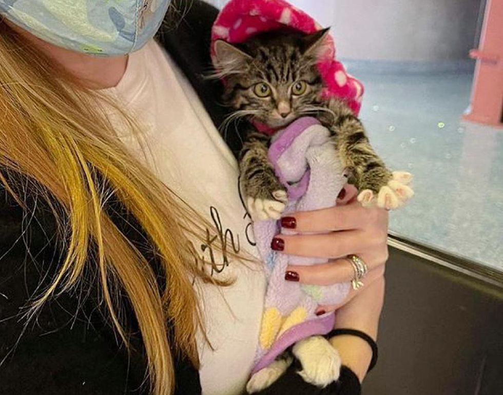 Paralyzed Kitten Determined to Enjoy Life Like Other Cats, Scoots Her ...