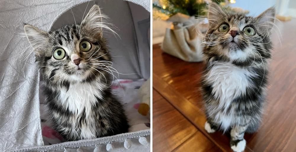 Paralyzed Kitten Determined to Enjoy Life Like Other Cats, Scoots Her ...
