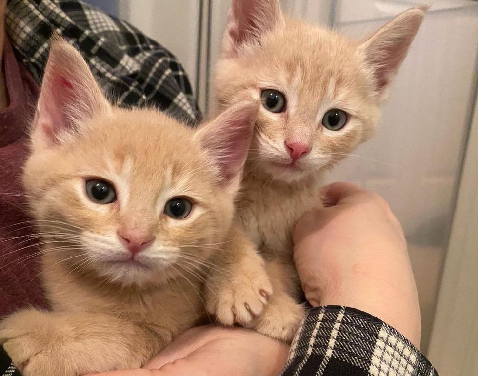 4 Orange Kittens Found Outside, Insist on Doing Everything Together and ...