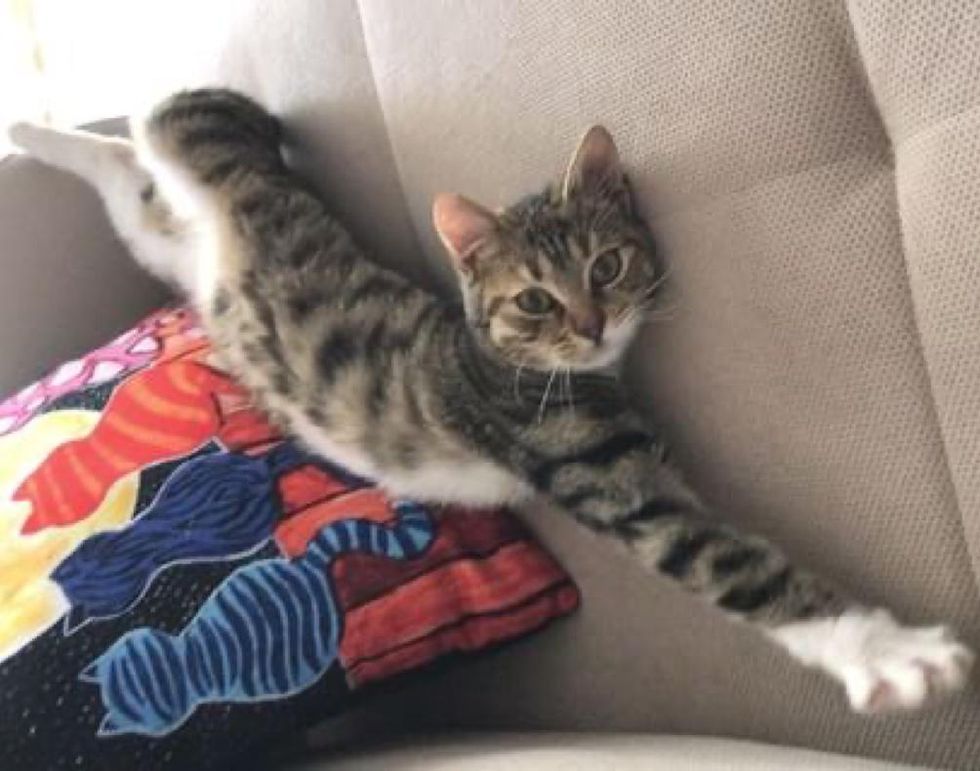 Kitten with 3 Legs Grabs Kind Woman by Her Hand and Insists on Going ...