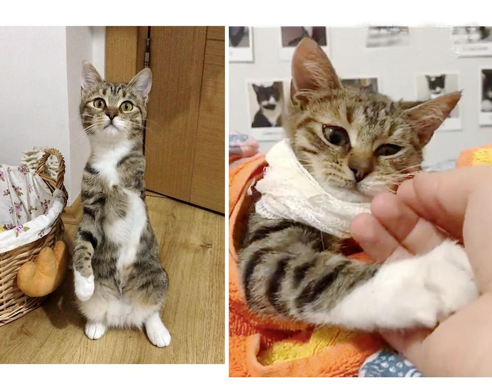 Kitten with 3 Legs Grabs Kind Woman by Her Hand and Insists on Going ...