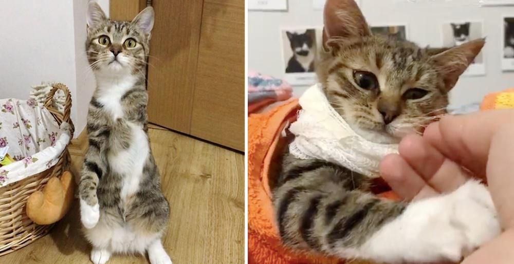 Kitten with 3 Legs Grabs Kind Woman by Her Hand and Insists on Going ...