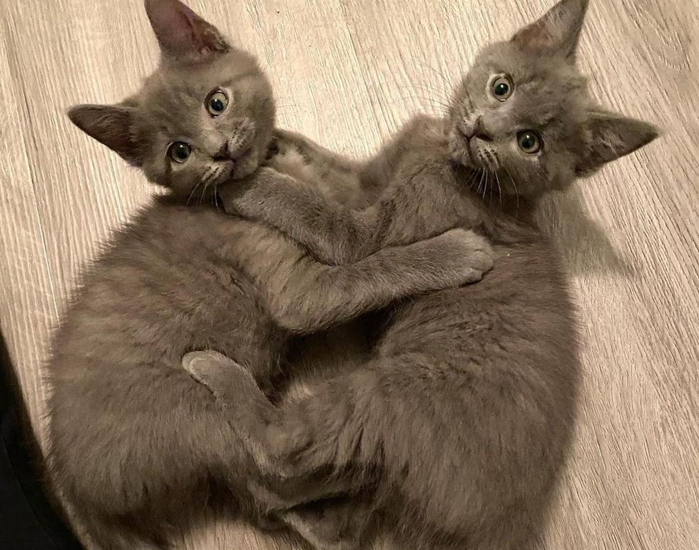 Kittens Squeeze on Fosterer's Lap and Snuggle Up a Storm After Being ...