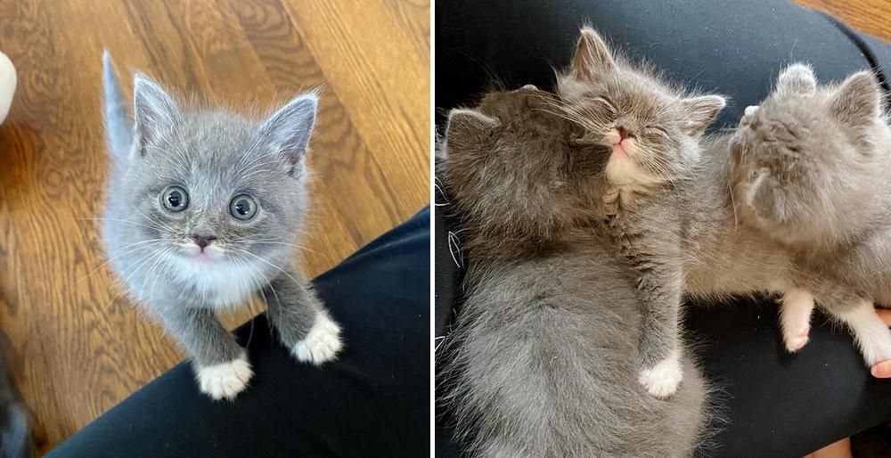 Kittens Squeeze on Fosterer's Lap and Snuggle Up a Storm After Being ...