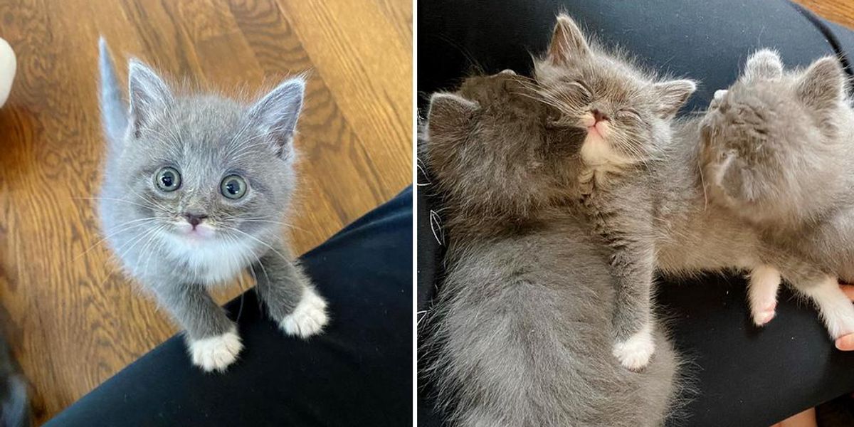 Kittens Squeeze on Fosterer's Lap and Snuggle Up a Storm After Being ...