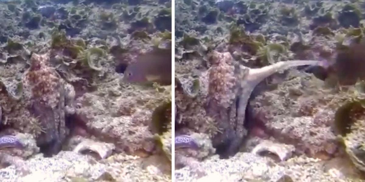 Octopuses sometimes punch the fish they go hunting with, just cuz they ...