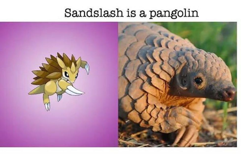 See the Real Animals That Inspired 17 Pokémon Characters | 22 Words