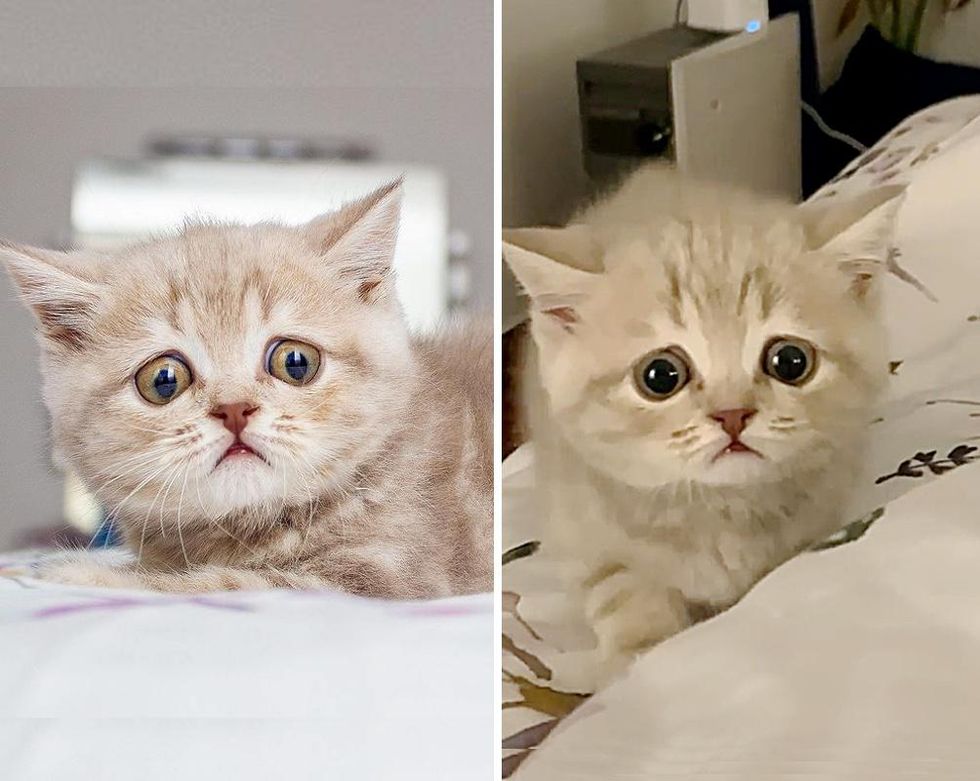 Kitten with Ever-So-Worried Eyes Flew Across Continents to Be with Family of Her Dreams - Love Meow