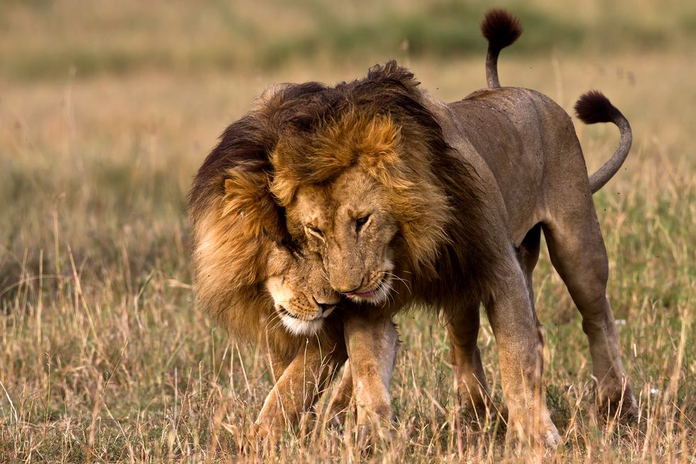 Experts Discover New Species of Lion in Outback Australia | 22 Words