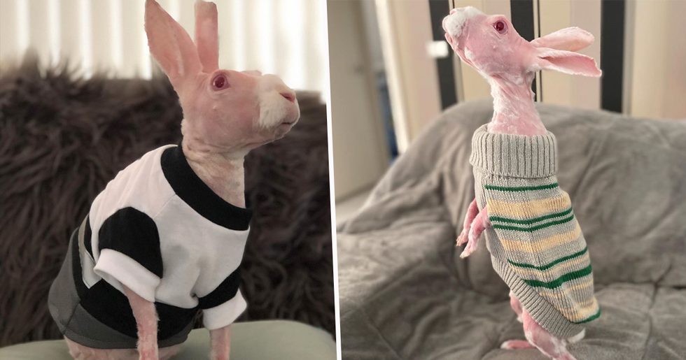 Rare Hairless Rabbit Becomes Instagram Famous After Being Saved From ...