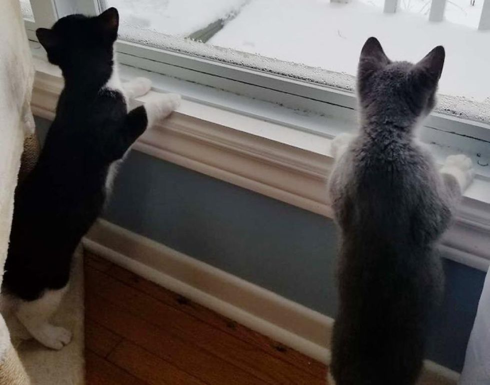 Kittens Keep Each Other Close and Comforted After Being Left Behind ...