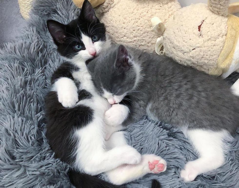 Kittens Keep Each Other Close and Comforted After Being Left Behind ...