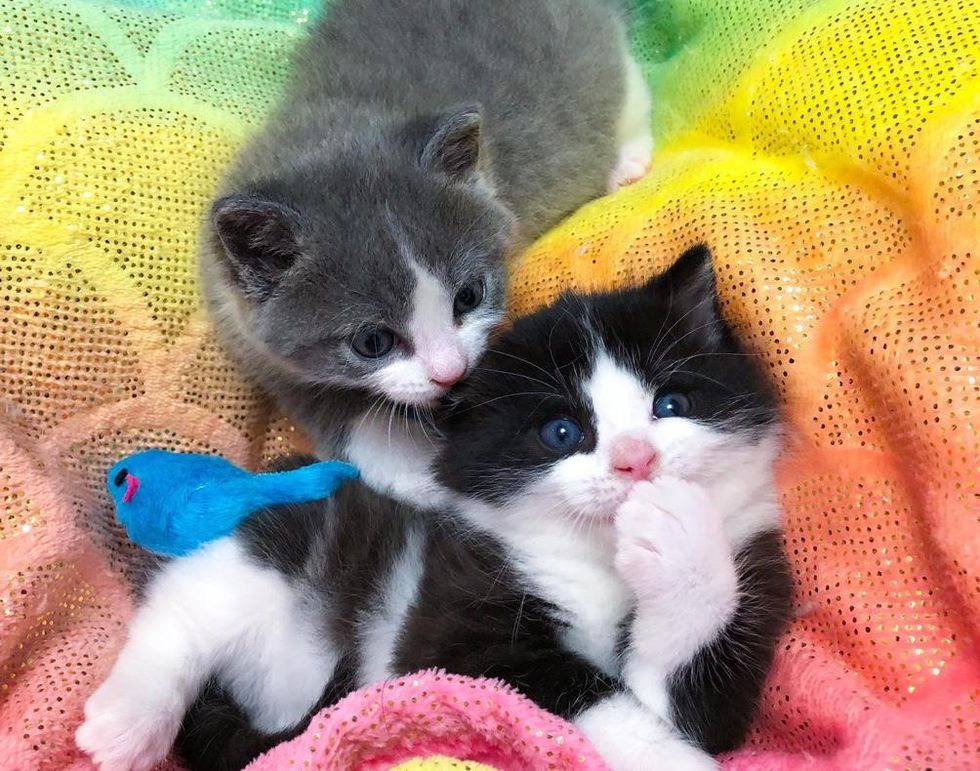 Kittens Keep Each Other Close and Comforted After Being Left Behind ...