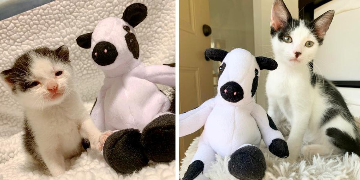 Kitten Found Wonderful Family that Not Only Gave Him a Home But His ...