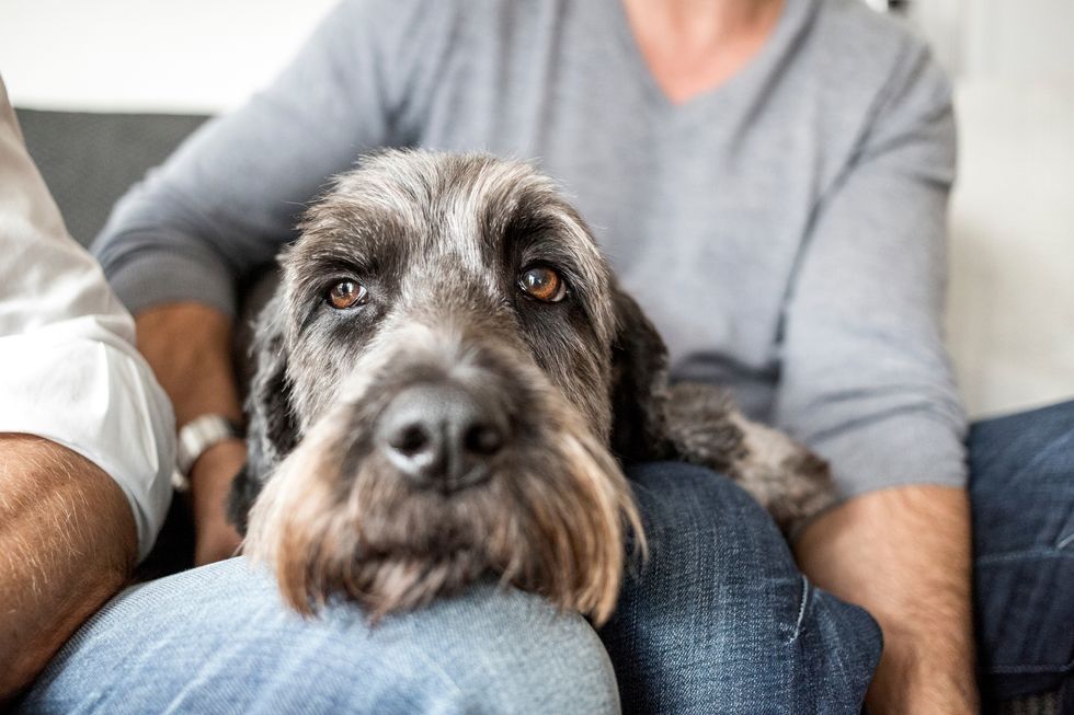 Fluffy Poodle Is Going Viral for Its Human-Like Expressions | 22 Words