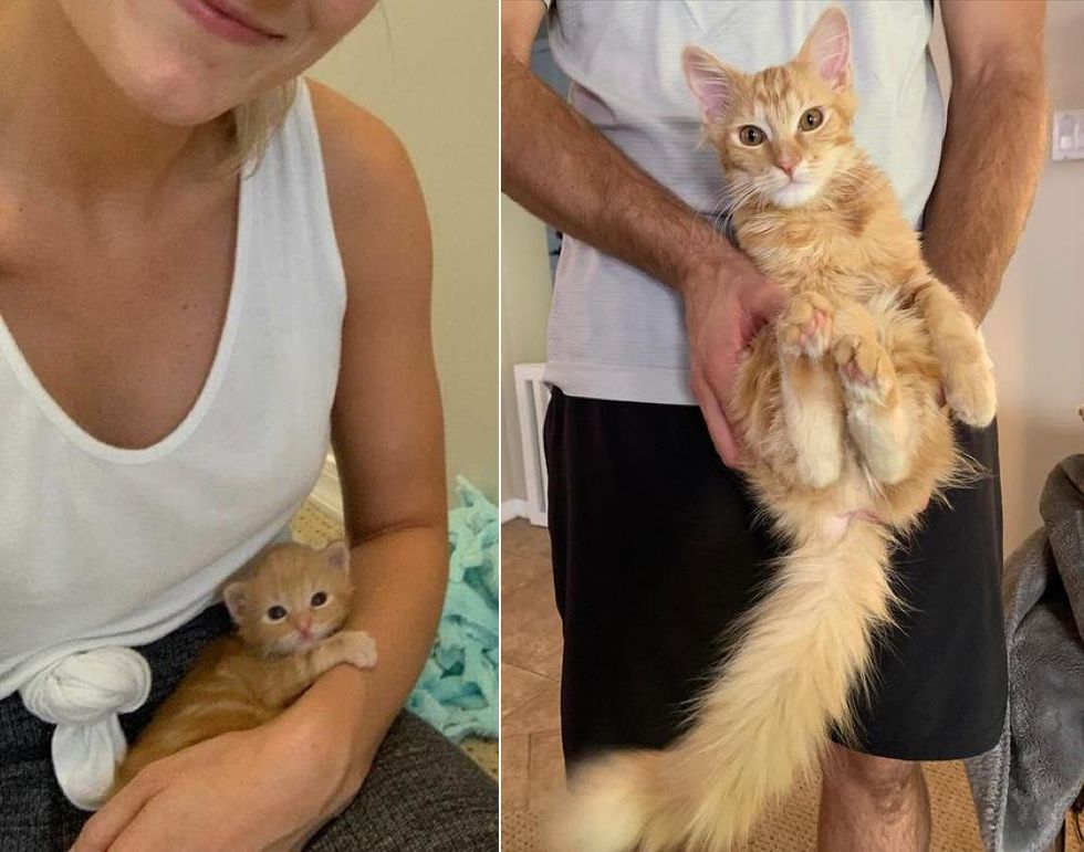 Kitten Wins the Hearts of Family that Brought Him Back to Life, and ...