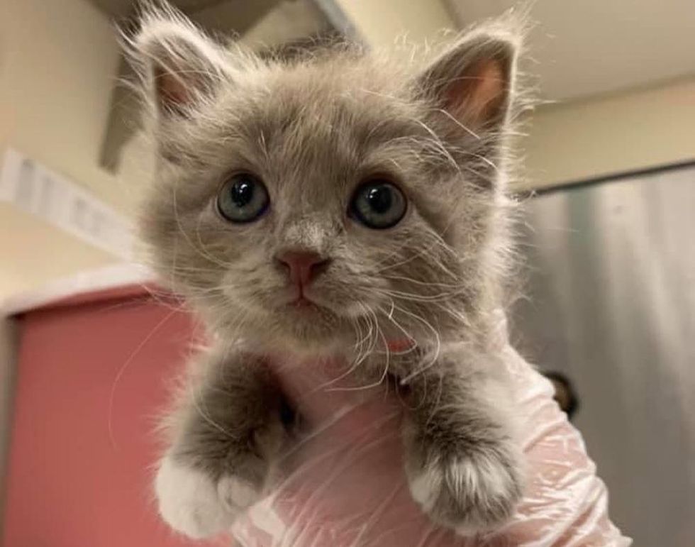 Kitten with Fuzzy Hair and Unbridled Energy Thrives With Help of Other ...