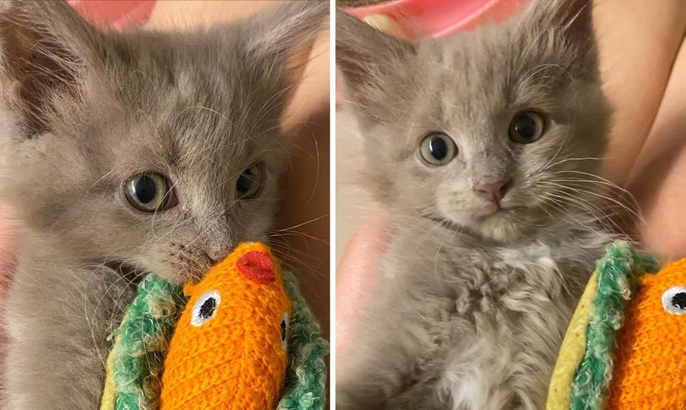 Kitten with Fuzzy Hair and Unbridled Energy Thrives With Help of Other ...