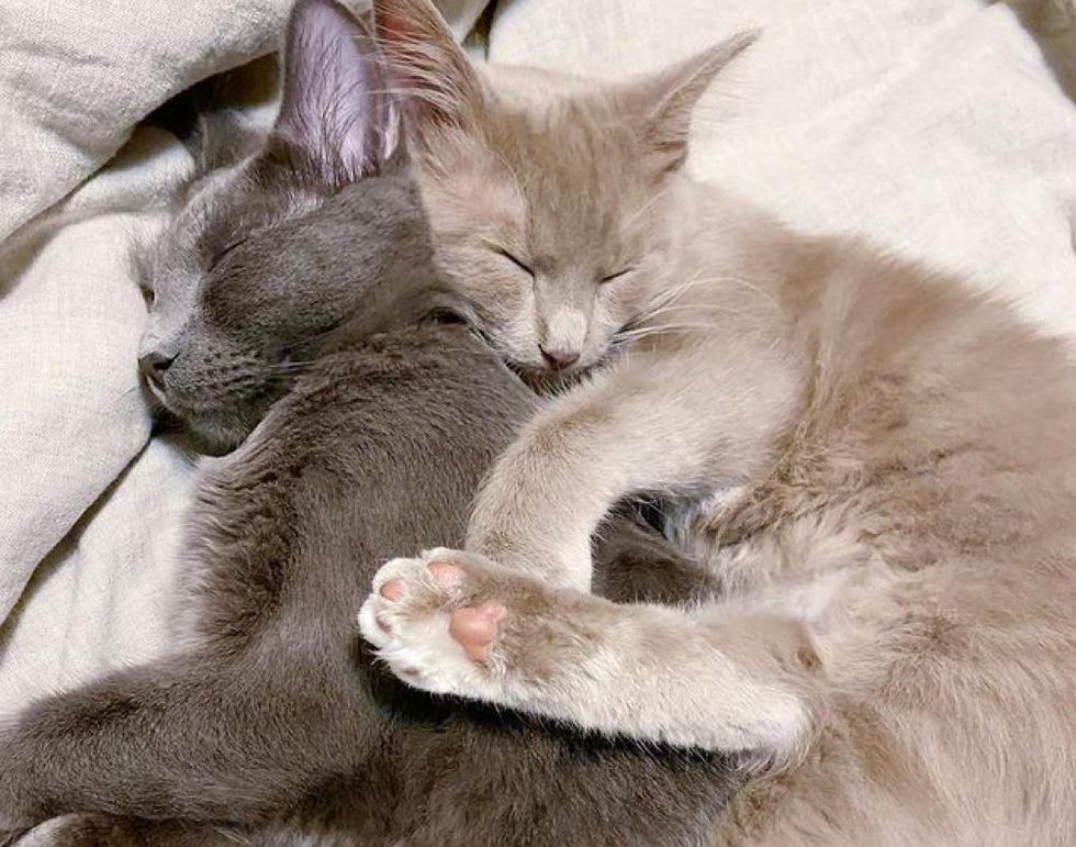 Kitten with Fuzzy Hair and Unbridled Energy Thrives With Help of Other ...