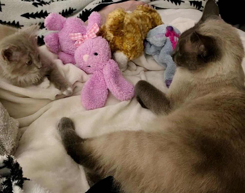 Kitten with Fuzzy Hair and Unbridled Energy Thrives With Help of Other ...