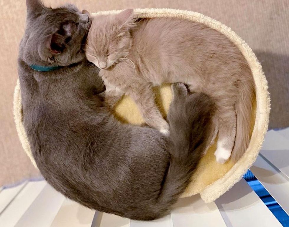 Kitten with Fuzzy Hair and Unbridled Energy Thrives With Help of Other ...