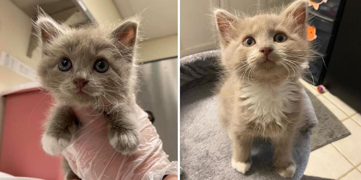 Kitten with Fuzzy Hair and Unbridled Energy Thrives With Help of Other ...
