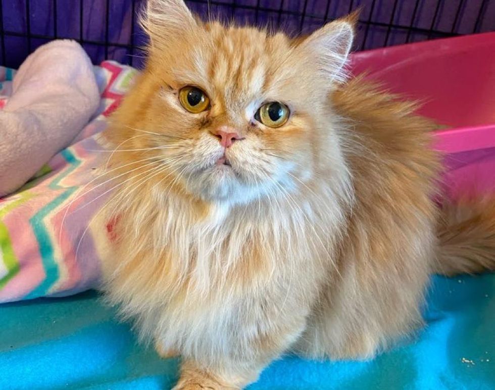 Cat Dotes on Her Only Kitten in Foster Home and So Happy They Will ...