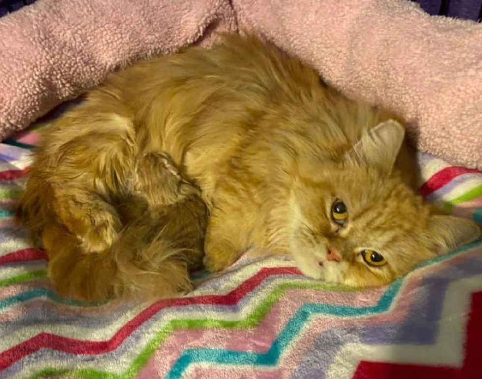 Cat Dotes on Her Only Kitten in Foster Home and So Happy They Will ...
