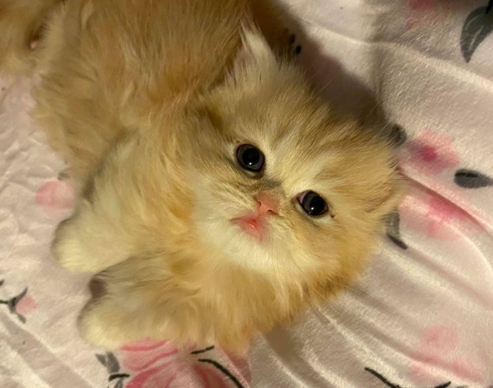 Cat Dotes on Her Only Kitten in Foster Home and So Happy They Will ...
