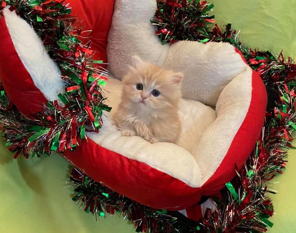 Cat Dotes on Her Only Kitten in Foster Home and So Happy They Will ...