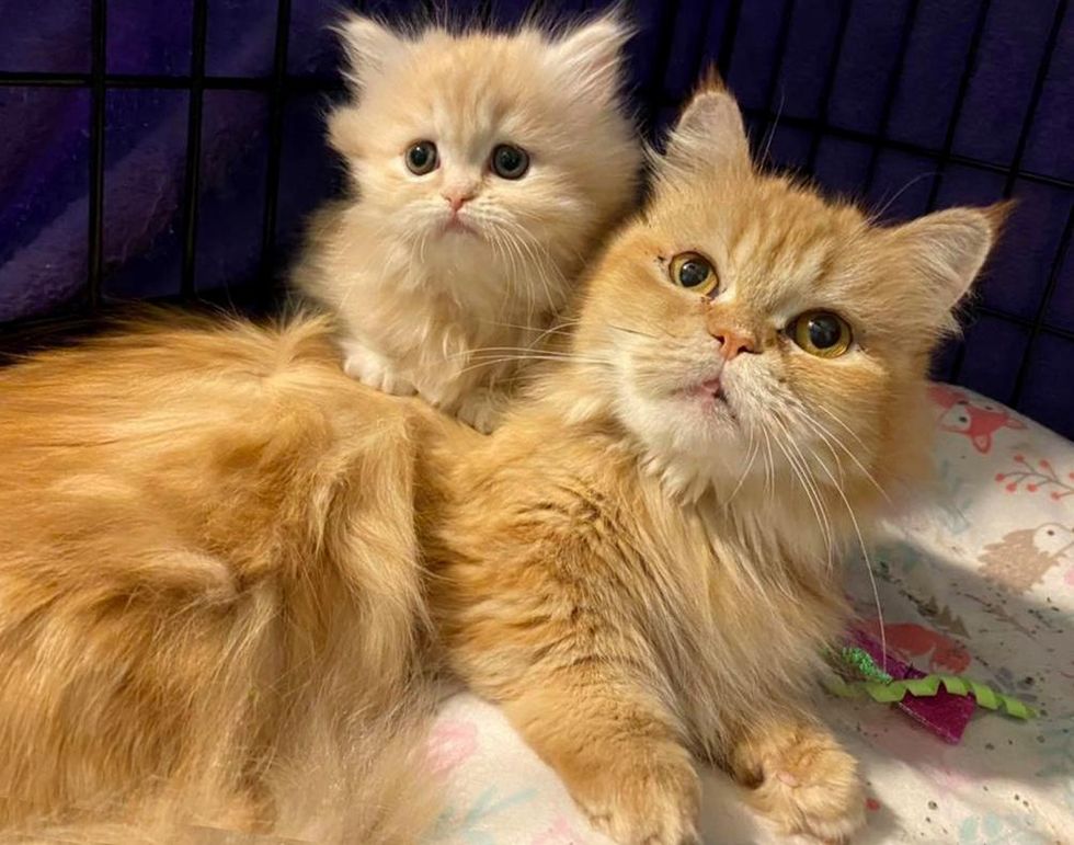 Cat Dotes on Her Only Kitten in Foster Home and So Happy They Will ...