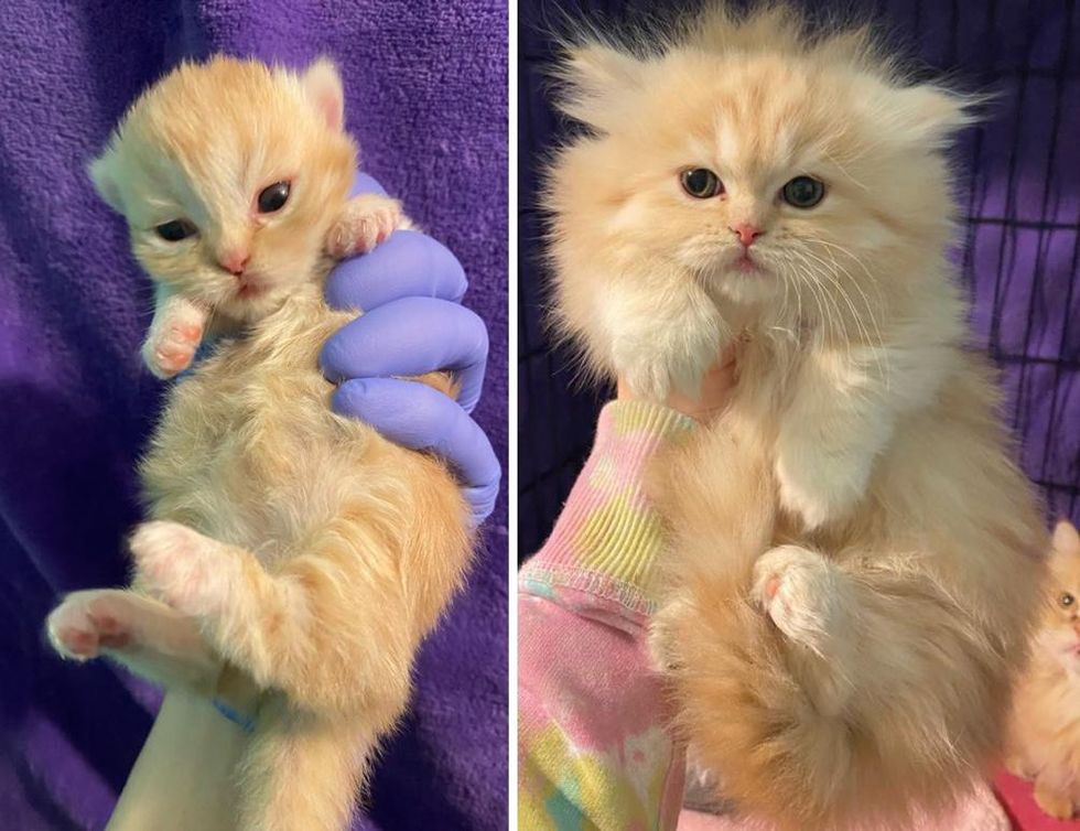 Cat Dotes on Her Only Kitten in Foster Home and So Happy They Will ...