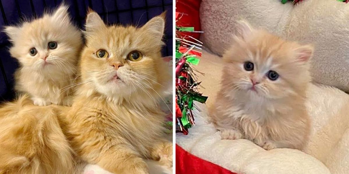 Cat Dotes on Her Only Kitten in Foster Home and So Happy They Will ...