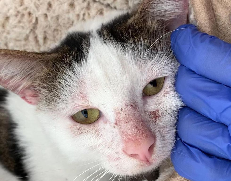 Cat with Stubby Paws Hops His Way into Hearts of So Many After Being ...