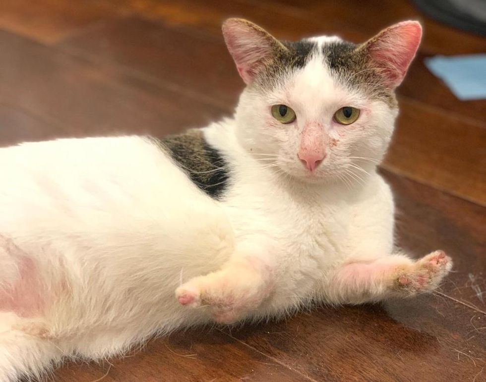 Cat with Stubby Paws Hops His Way into Hearts of So Many After Being ...