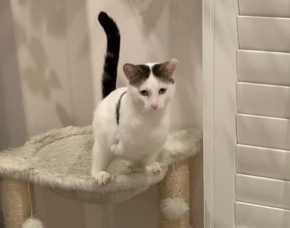 Cat with Stubby Paws Hops His Way into Hearts of So Many After Being ...