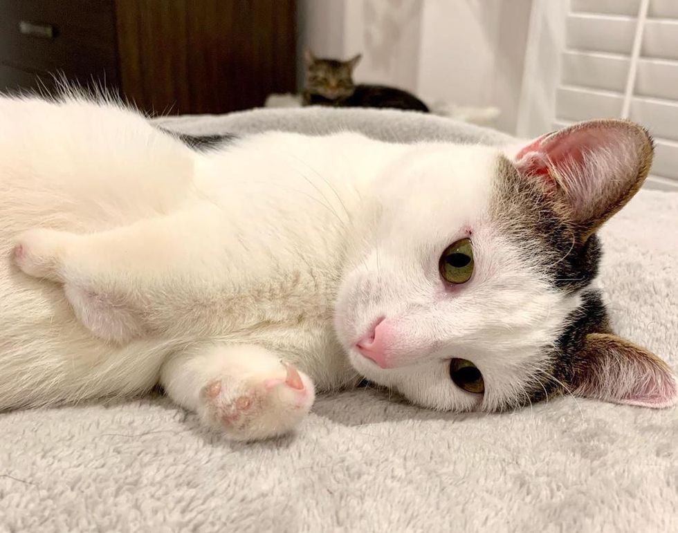 Cat with Stubby Paws Hops His Way into Hearts of So Many After Being ...