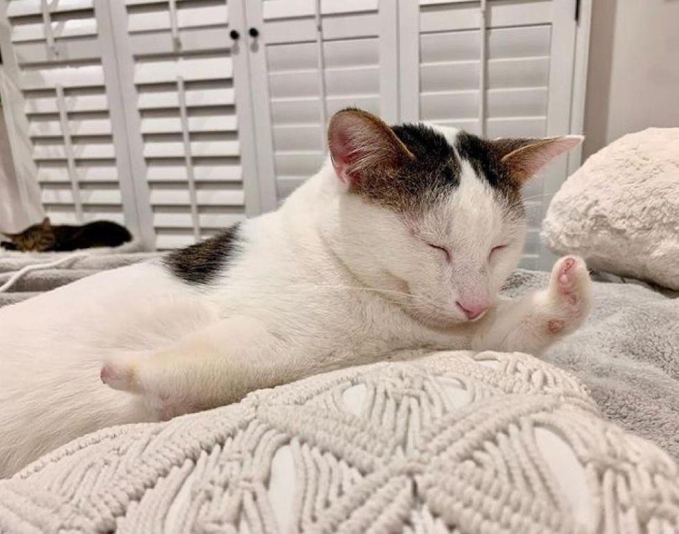 Cat with Stubby Paws Hops His Way into Hearts of So Many After Being ...