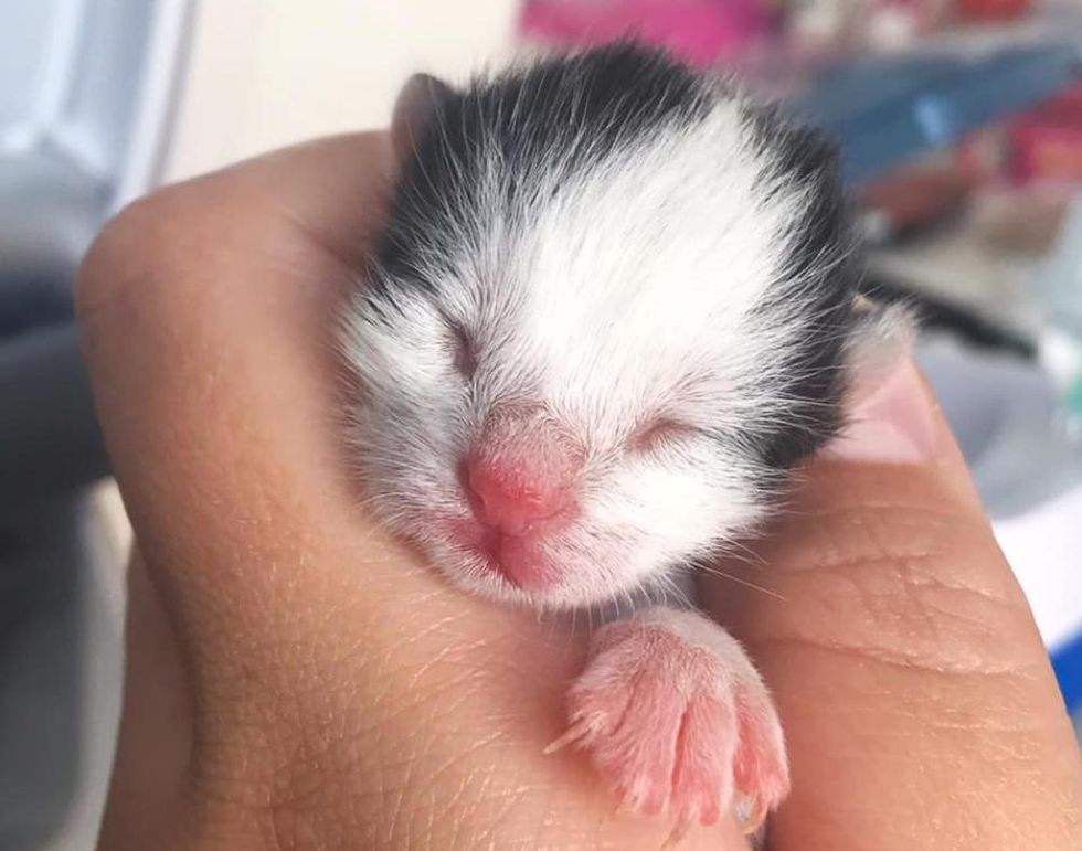 Cat Bounced Back with Her Own Kitten, Adopts 2 Others and Helps Them ...